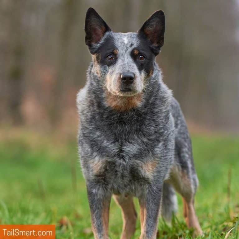 Cowboy Corgi – The Australian Cattle Dog and Pembroke Welsh Corgi Mix