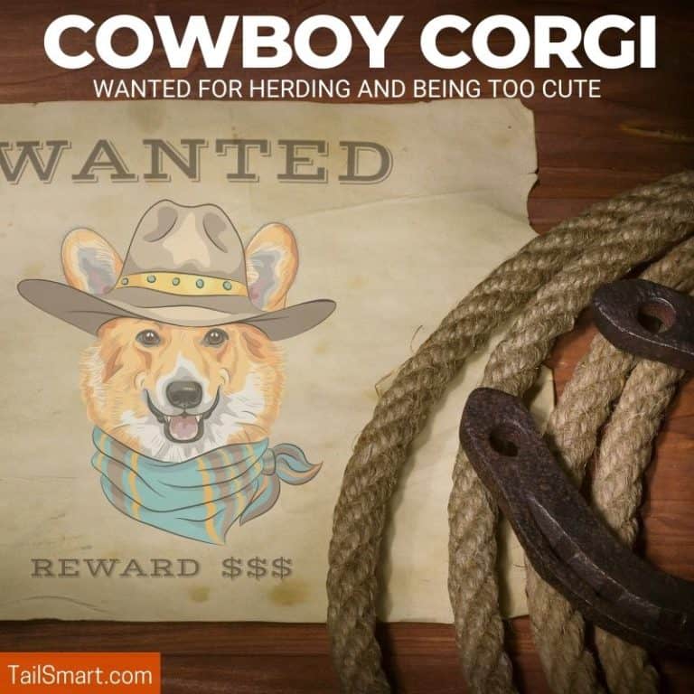 Cowboy Corgi – The Australian Cattle Dog and Pembroke Welsh Corgi Mix